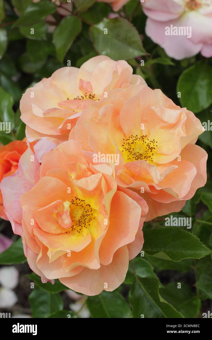 Forever together floribunda rose hi-res stock photography and images ...