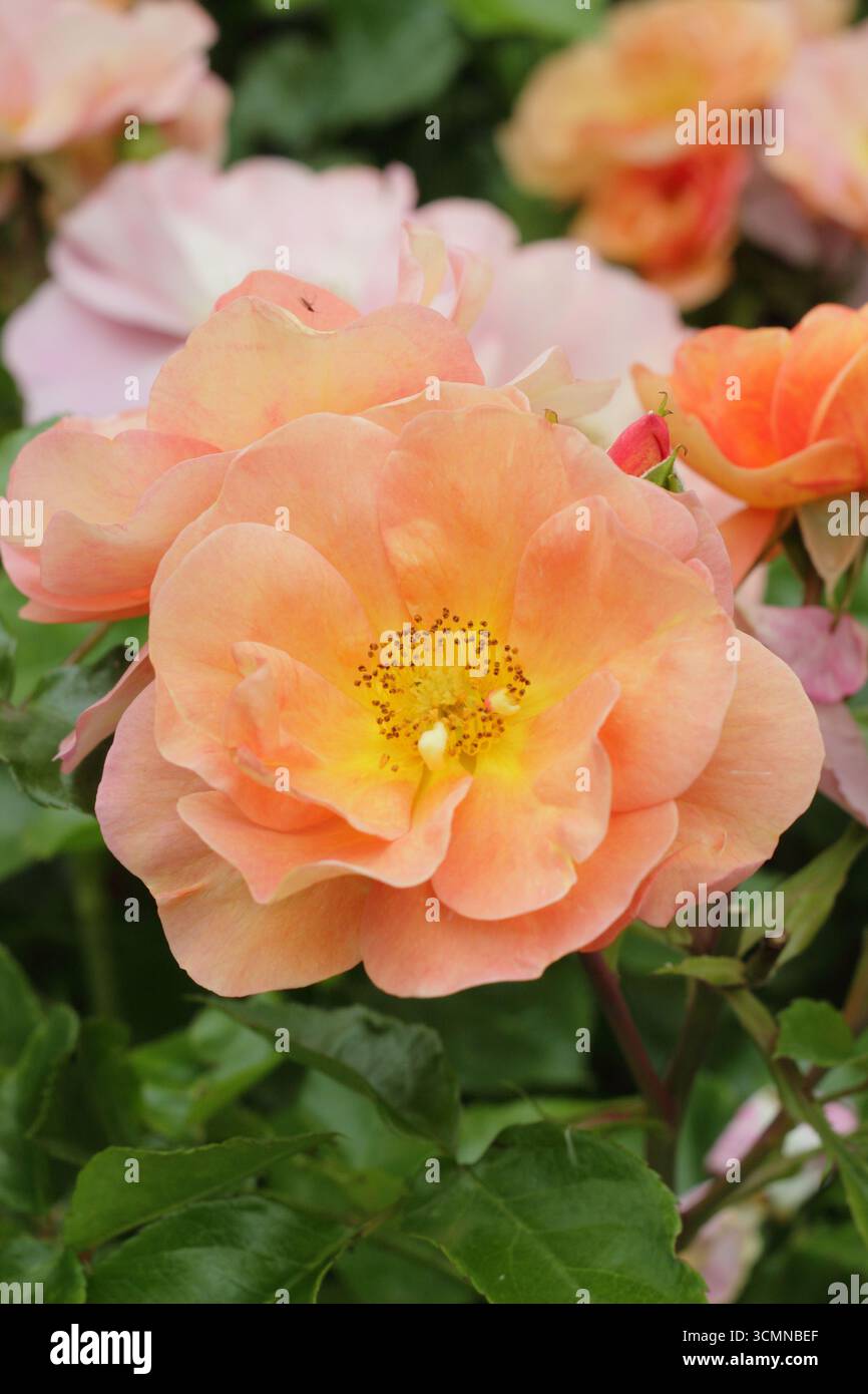 Rosa Together Forever, bushy floribunda rose with orange fading to ...