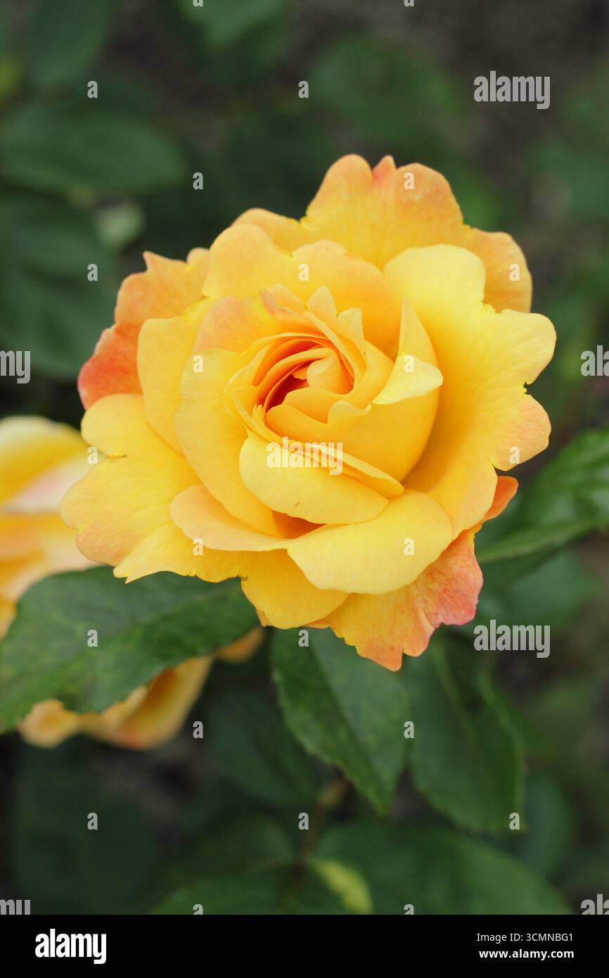 Rosa Strike It Rich, vigorous pink tinted yellow grandiflora rose, also ...