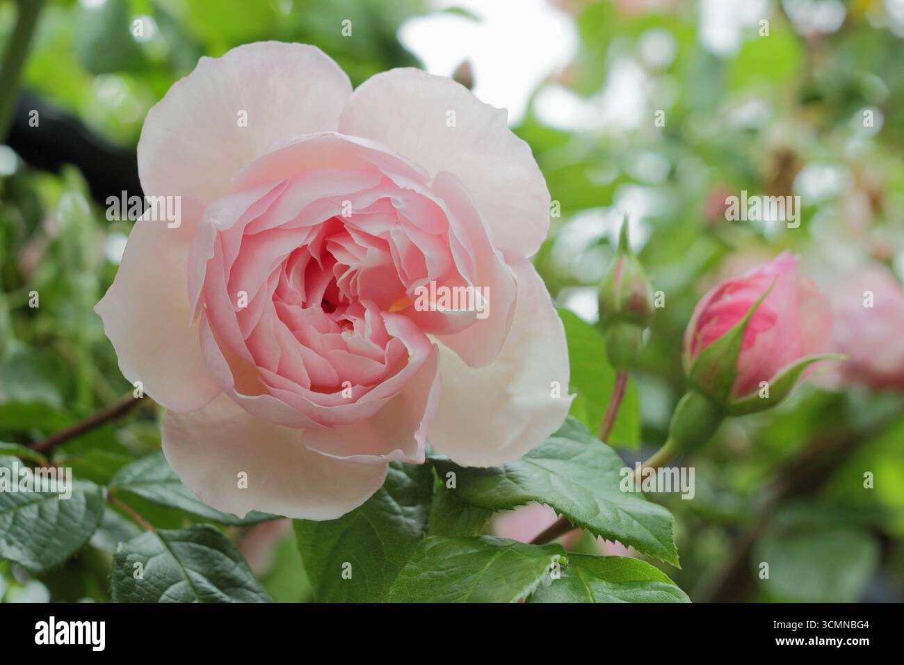 Rosa The Generous Gardener rose. English climbing rose, bred by David ...