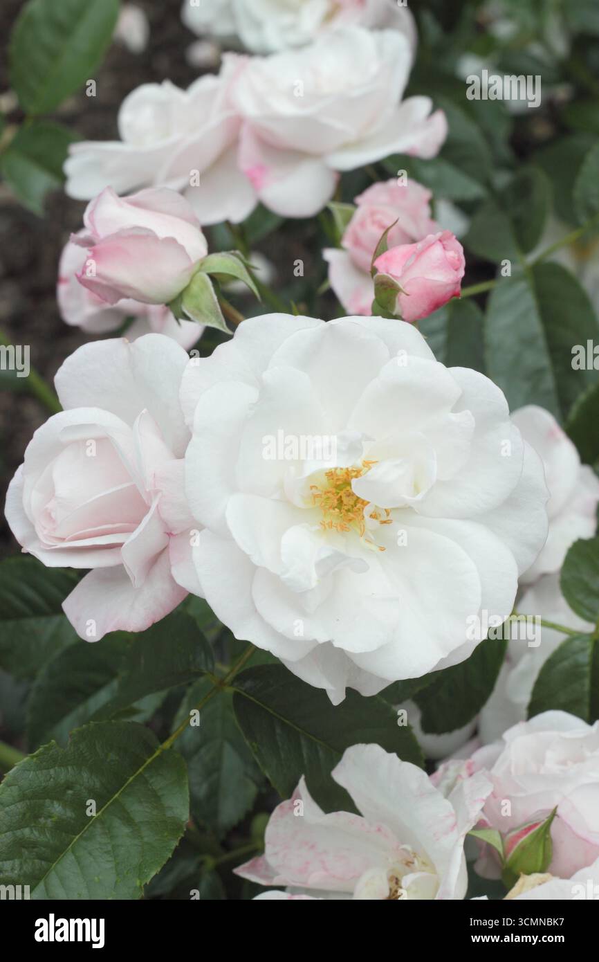 Pearl drift rose hi-res stock photography and images - Alamy