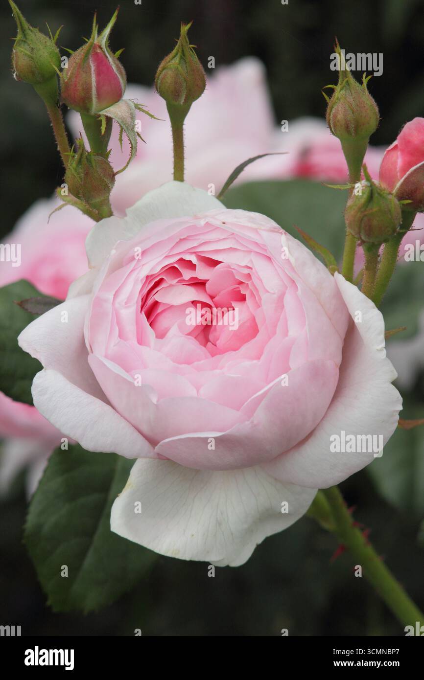 Rosa Scepter'd Isle, a David Austin rose also called Rosa Ausland, an ...