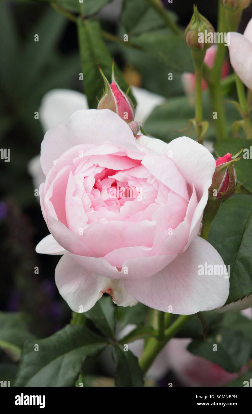 Rosa Scepter'd Isle, a David Austin rose also called Rosa Ausland, an ...