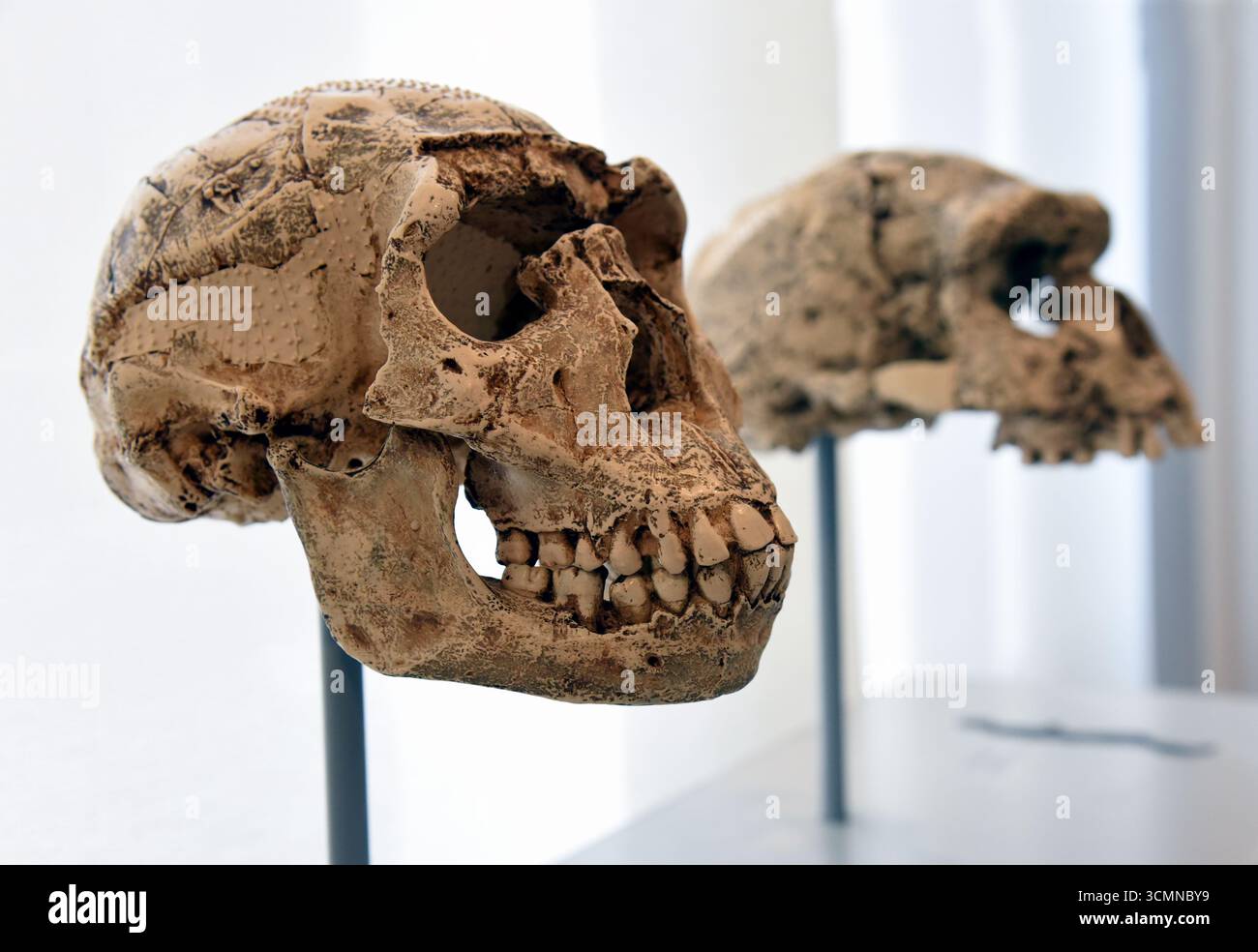 Musee de L'Homme (Museum of Mankind or Museum of Humanity) celebrates ...