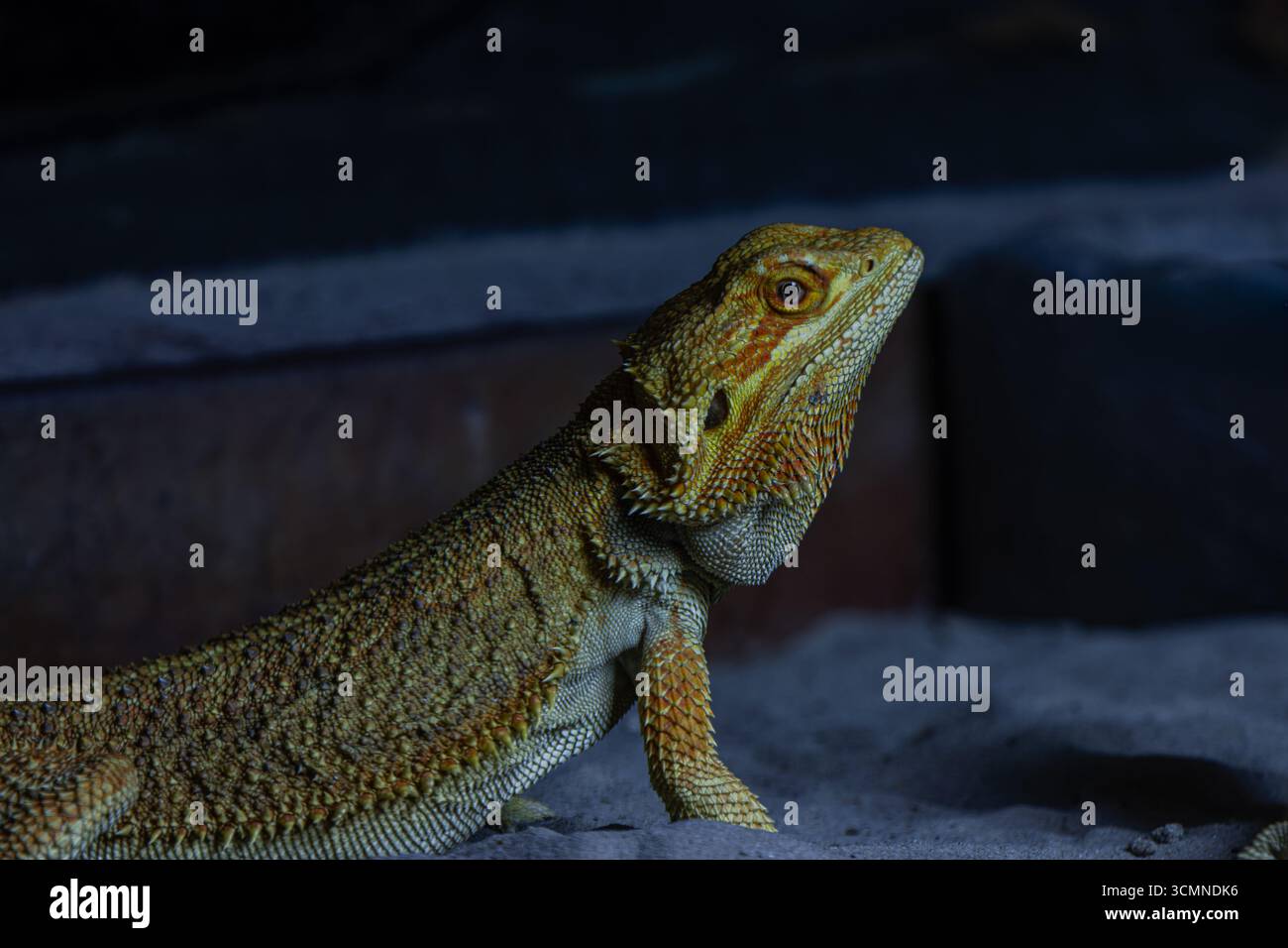 Close-up of a bearded dragon lizard in a dimly lit environment Stock ...