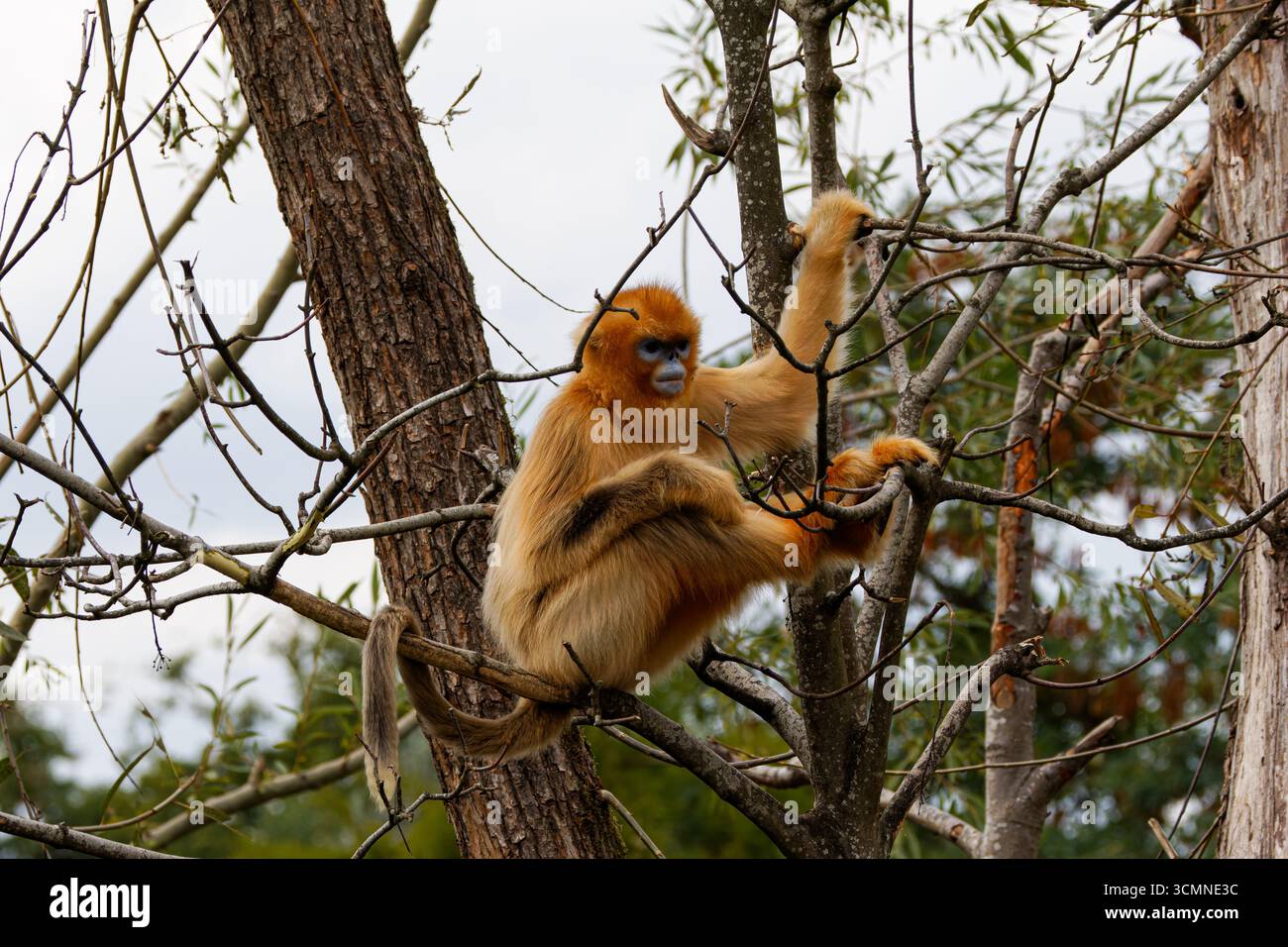Monkey hanging hi-res stock photography and images - Alamy