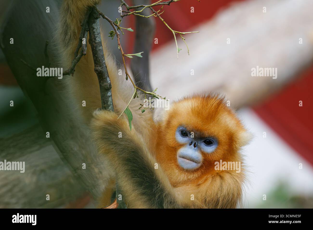 Golden snub nosed monkeys tree hi-res stock photography and images - Alamy