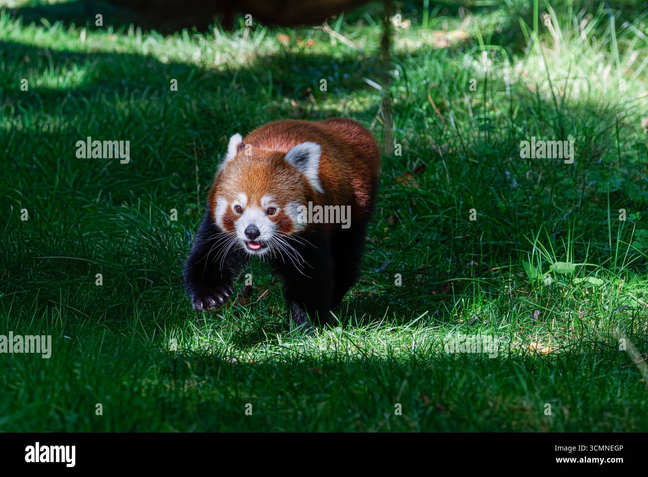 Red panda and natural setting hi-res stock photography and images - Alamy