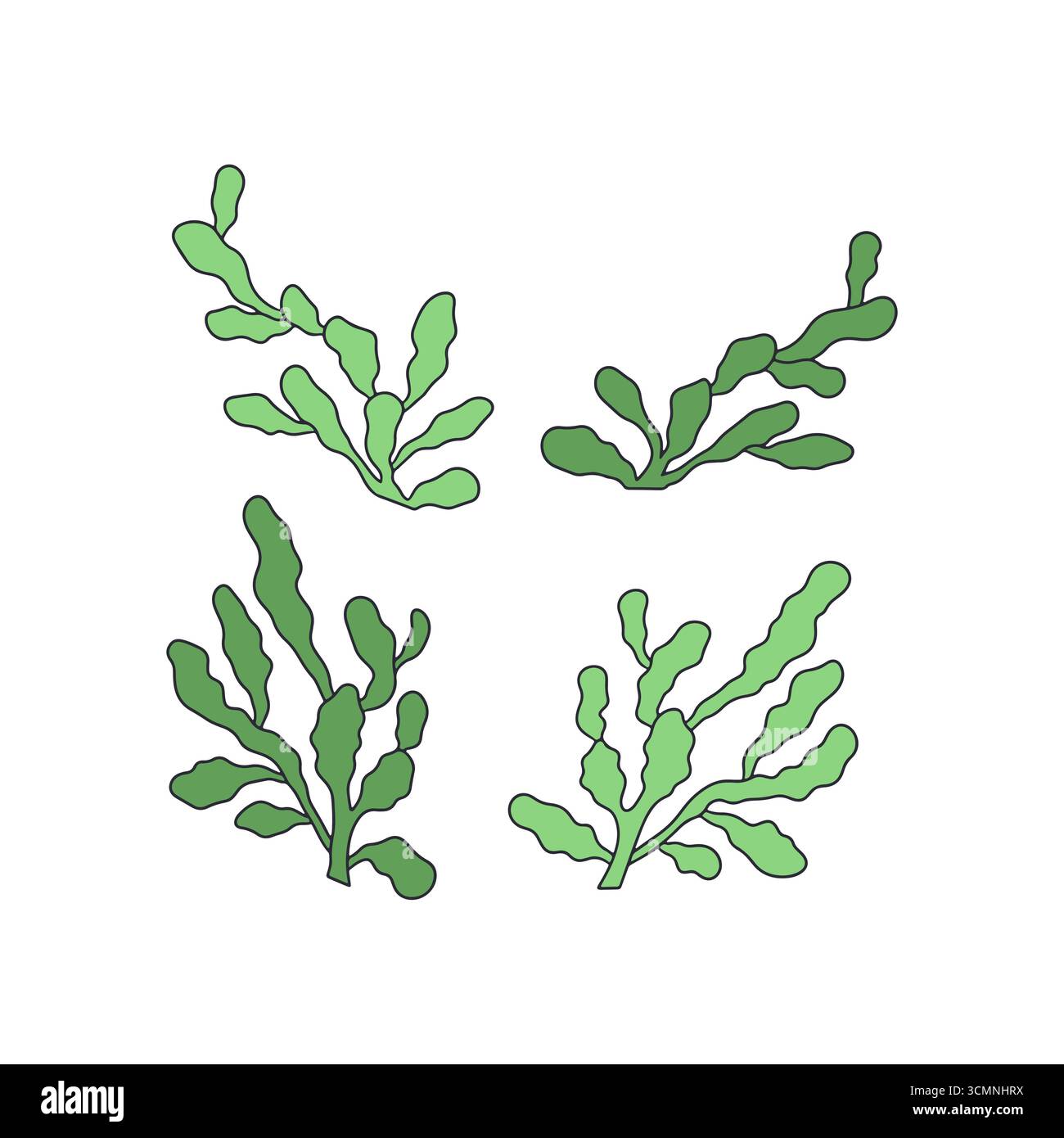 Green seaweed hand drawn vector illustration set Stock Vector Image ...