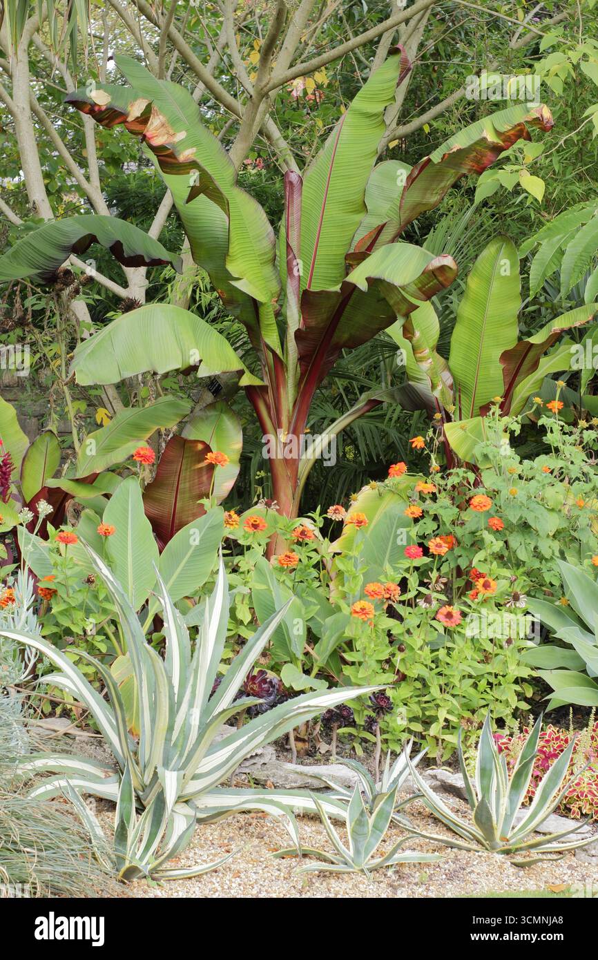 Tropical garden border with Agave americana, banana tree, orange Zinnia ...