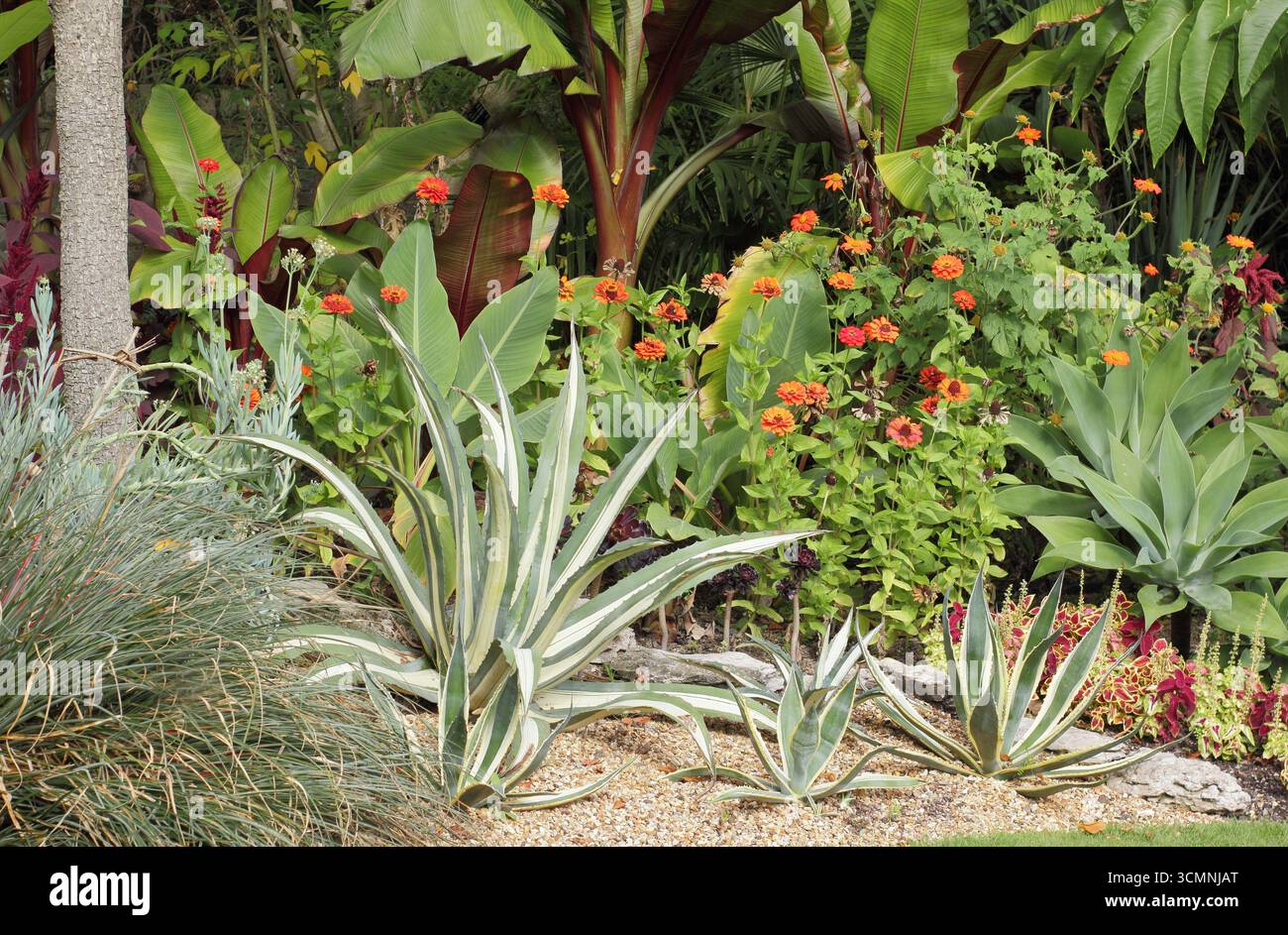 Tropical border - Fascicularia bicolor, Agave americana, banana tree ...