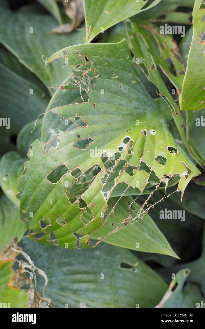 Slug pest damage garden hi-res stock photography and images - Alamy