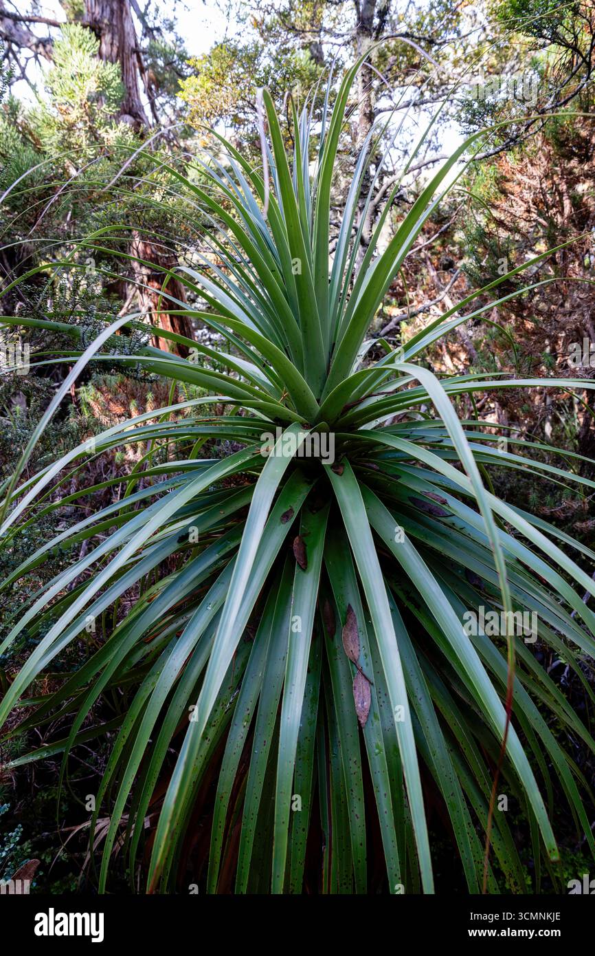 Photograph of a Pandani (Richea pandanifolia) near Lake Dobson, Mount ...