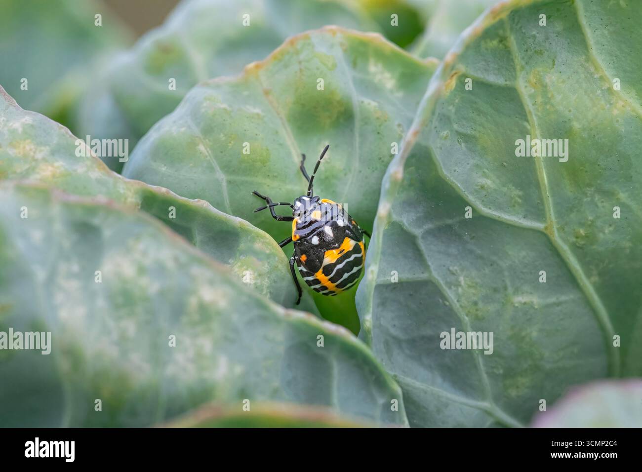 Harlequin cabbage bug hi-res stock photography and images - Alamy