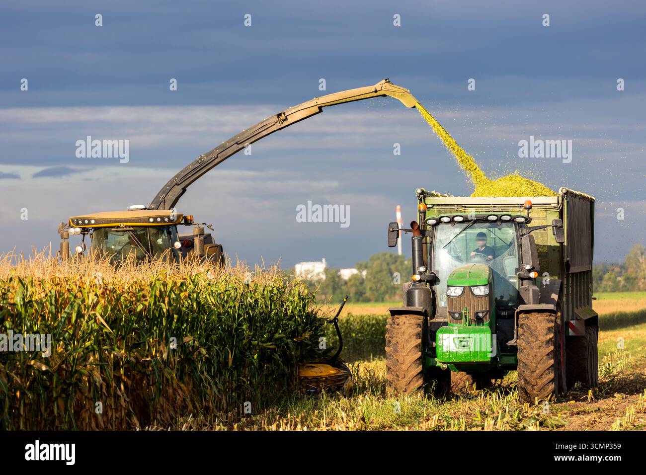 Modern forage harvester combiner harvesting silage maize corn tractor ...