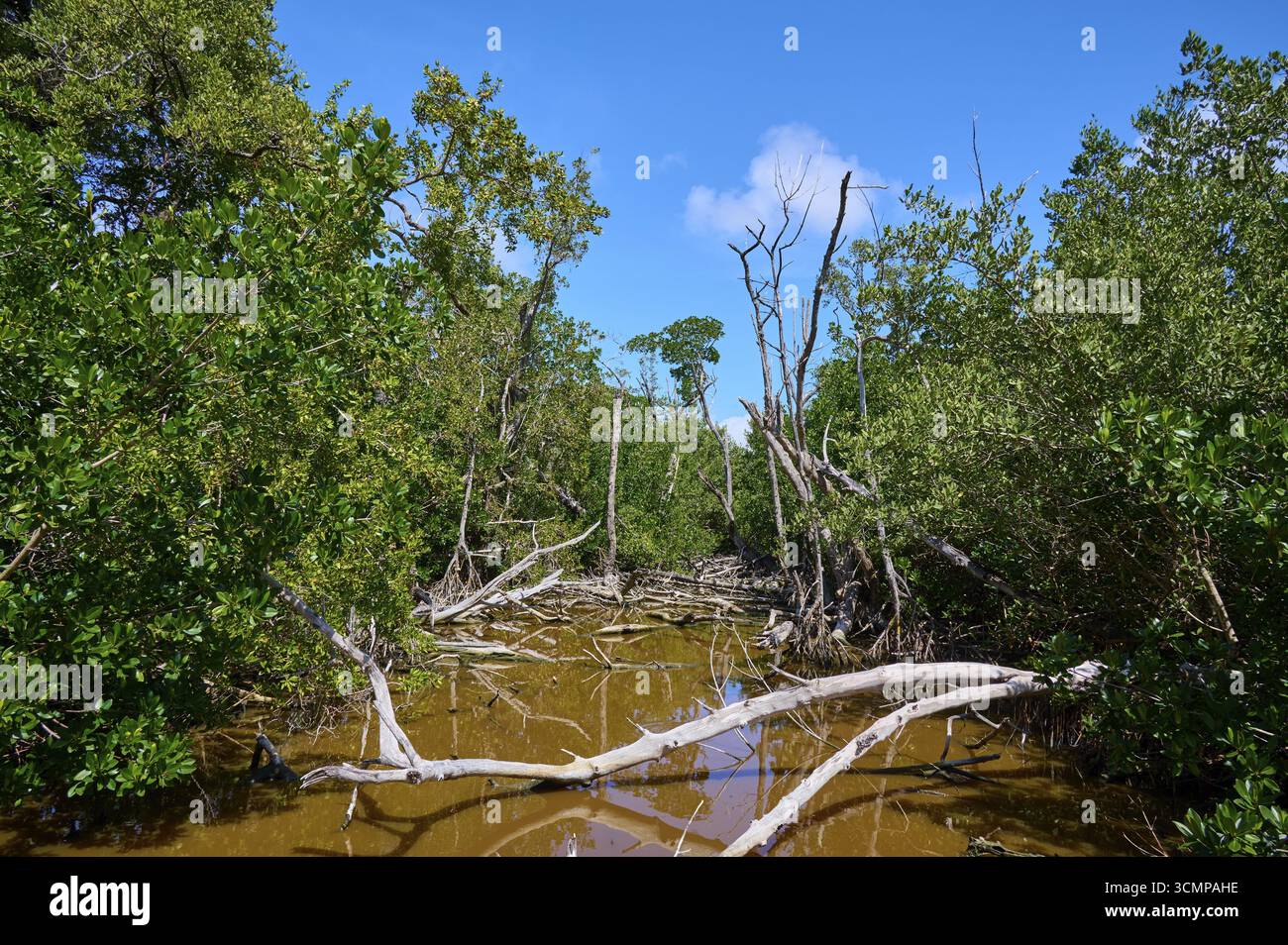 A marshland with mangroves and trees under a clear blue sky, West Lake ...