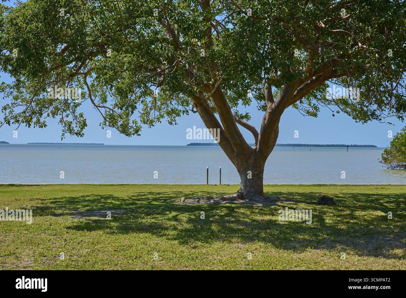 A large tree provides shade on the shore with a view of the calm sea ...