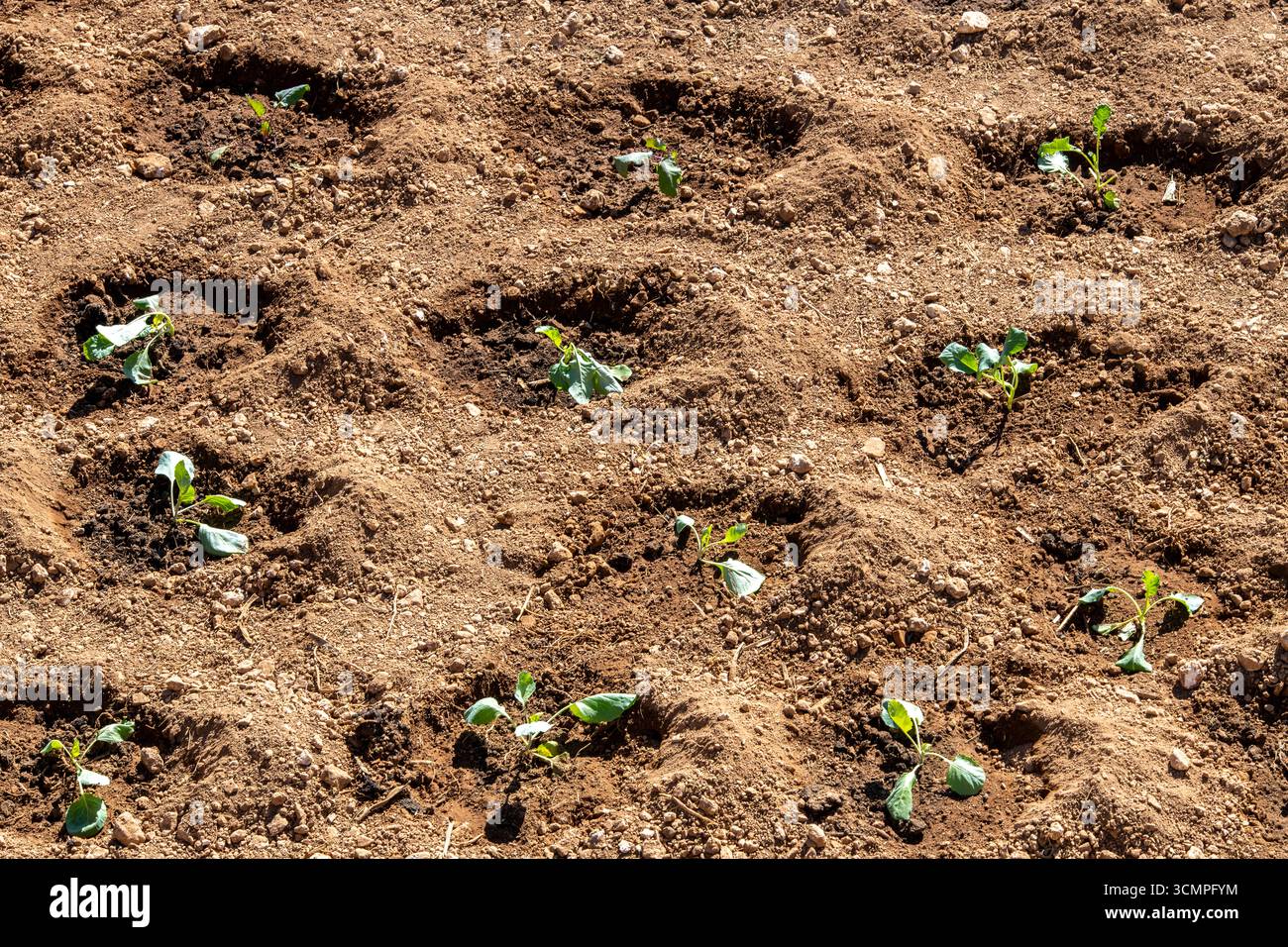 newly panted cabbages or lettuce in a garden with healthy soil. New ...