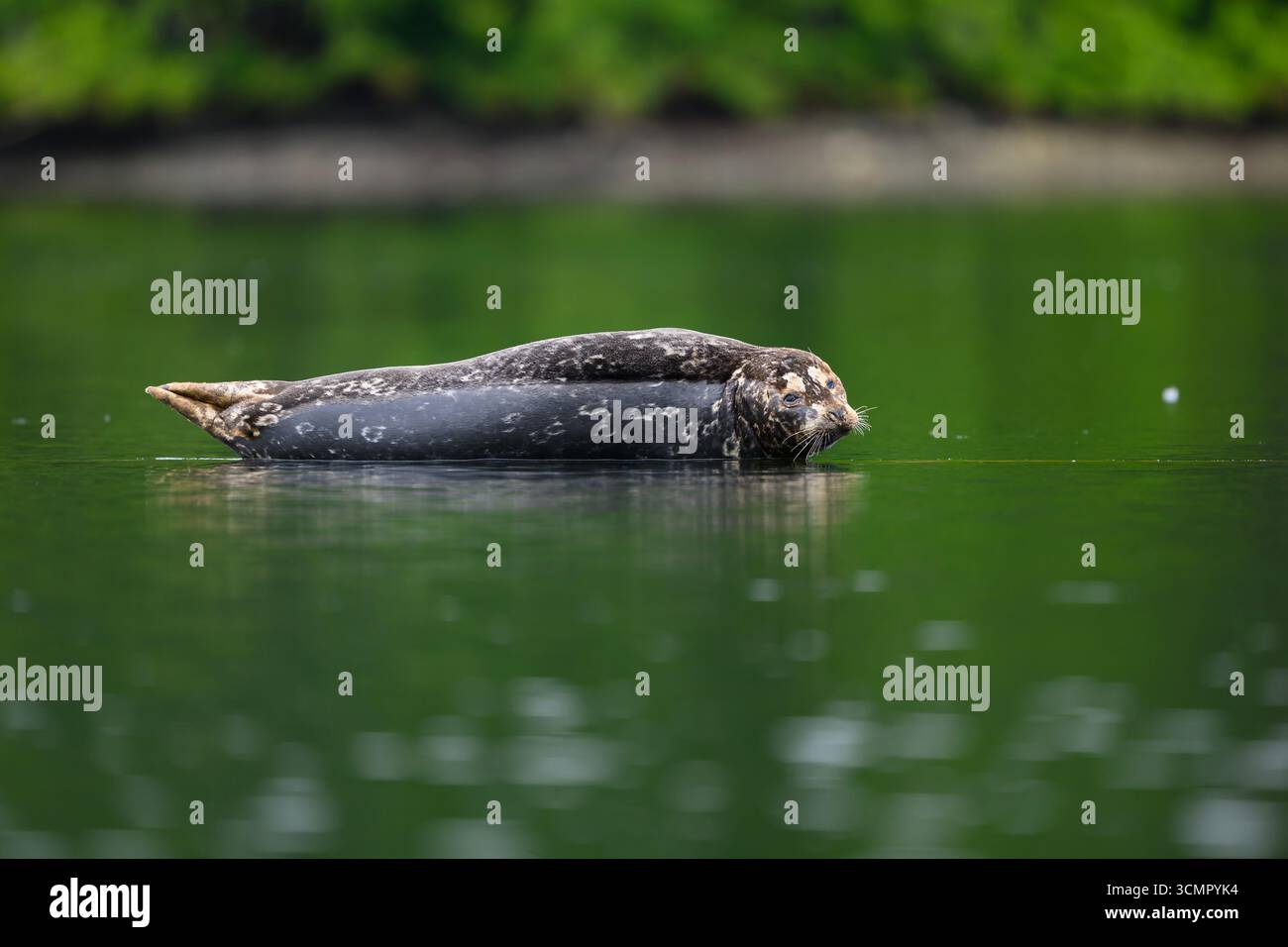 Harbor seal on submerged log hi-res stock photography and images - Alamy