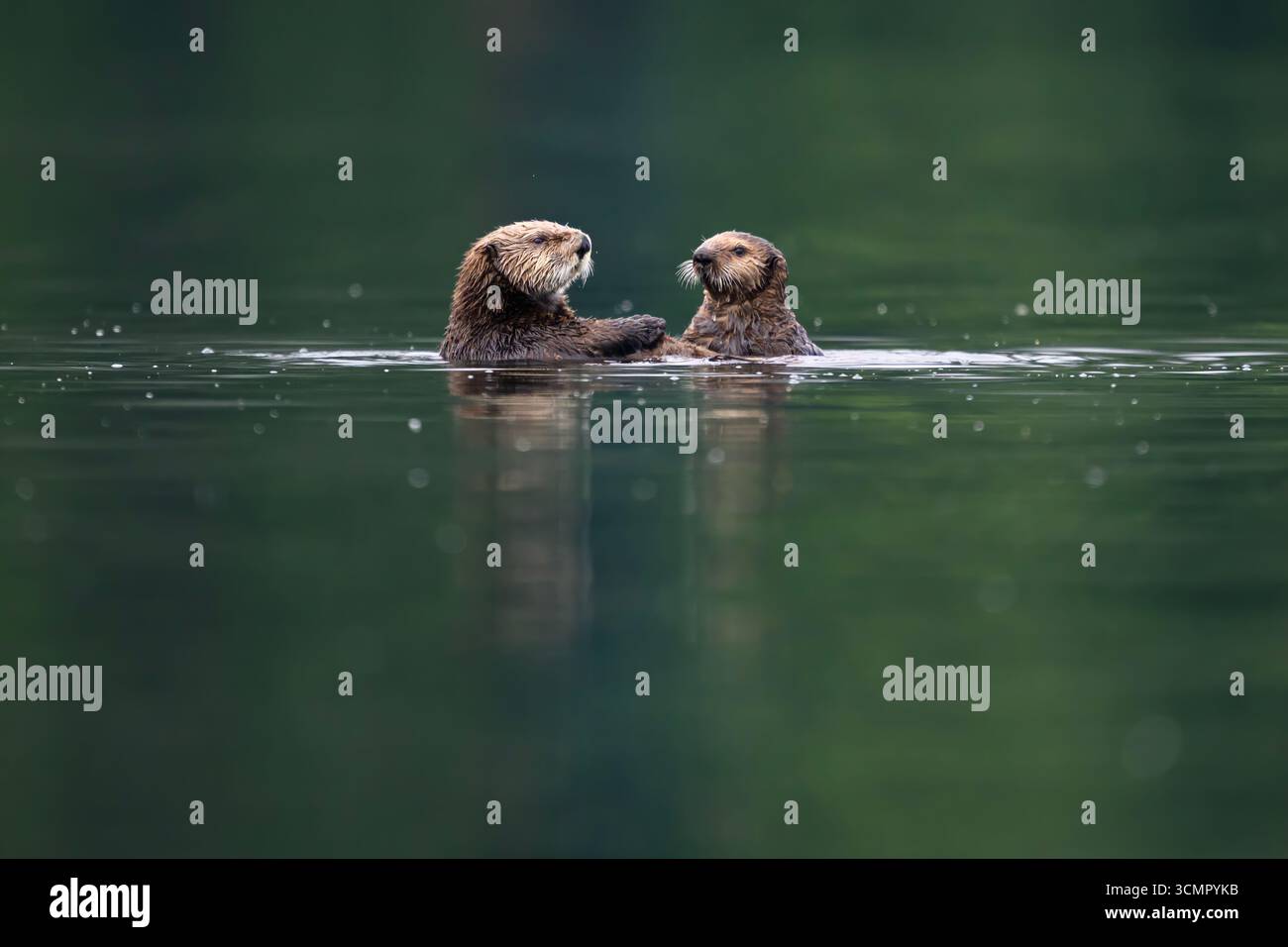 Sea Otter Mom And Pup In The Calm Waters Of Neroutsos Inlet Vancouver