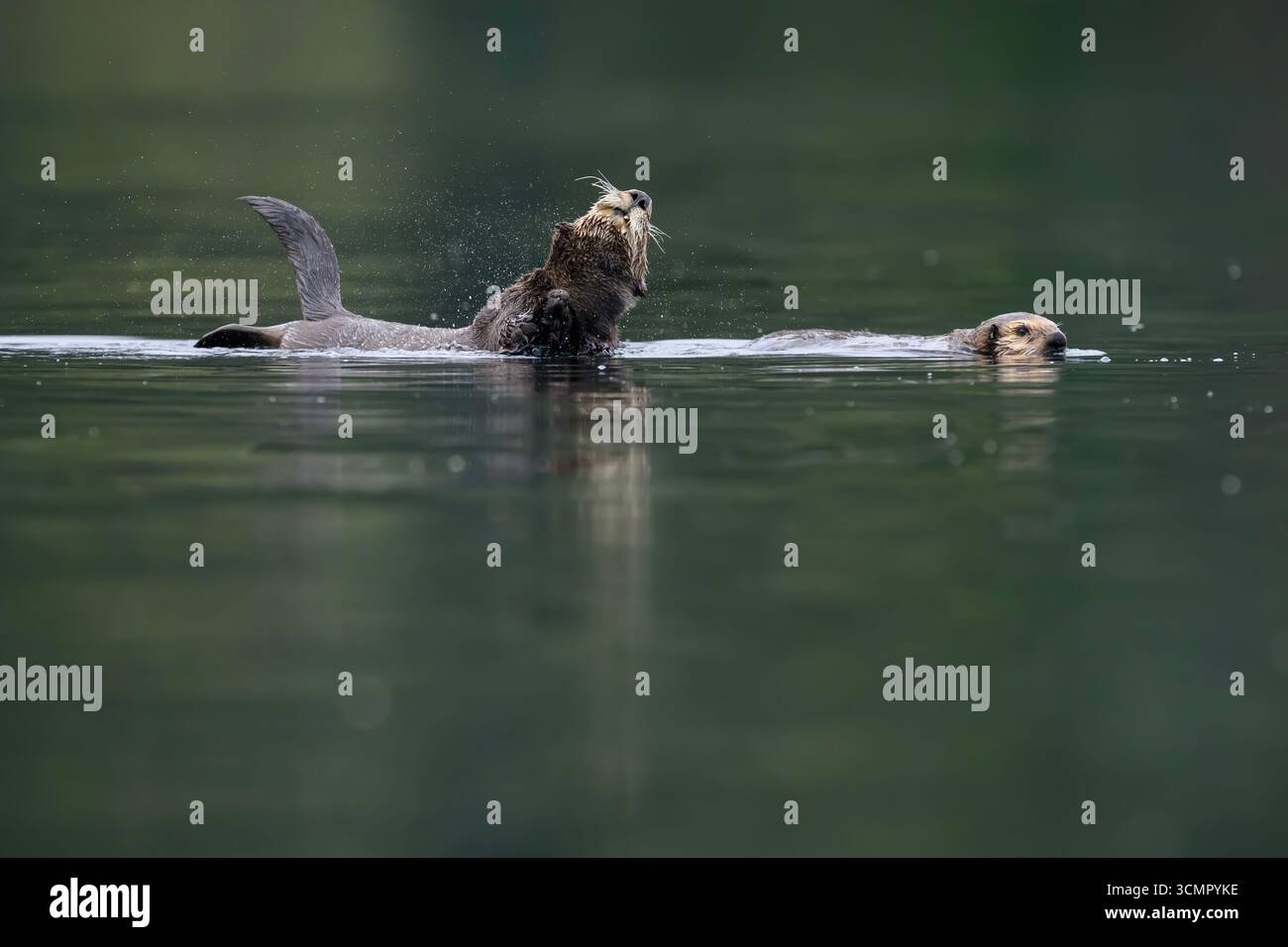 Sea otters in calm waters hi-res stock photography and images - Alamy