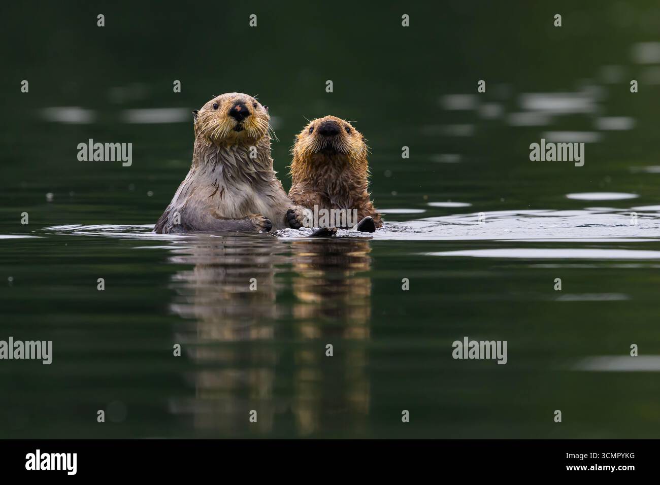 Sea Otter Mom And Pup In The Calm Waters Of Neroutsos Inlet Vancouver