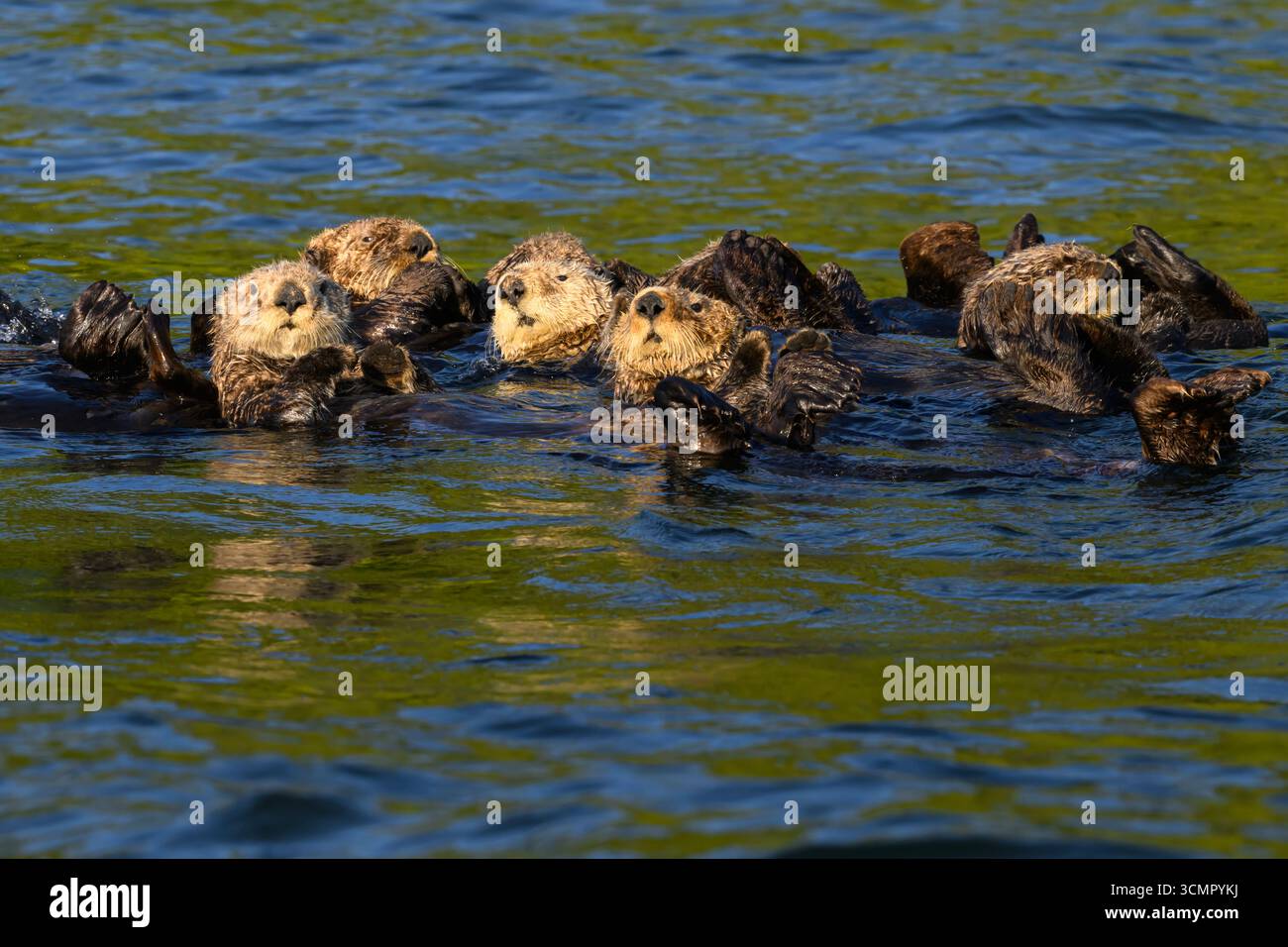 Raft Of Sea Otters Off The Coast Of Tofino Vancouver Island Canada