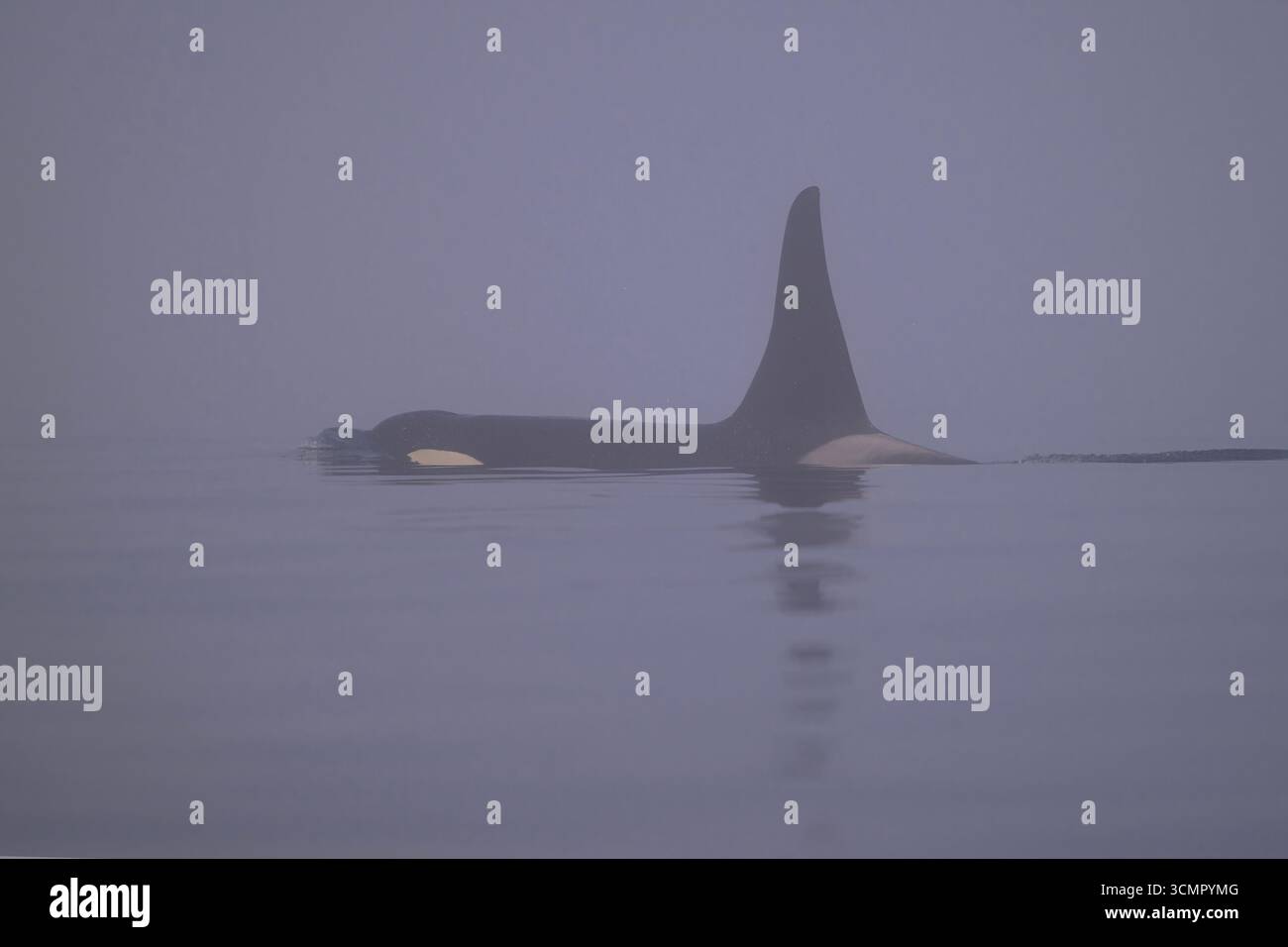 Orca orcinus northern resident hi-res stock photography and images - Alamy