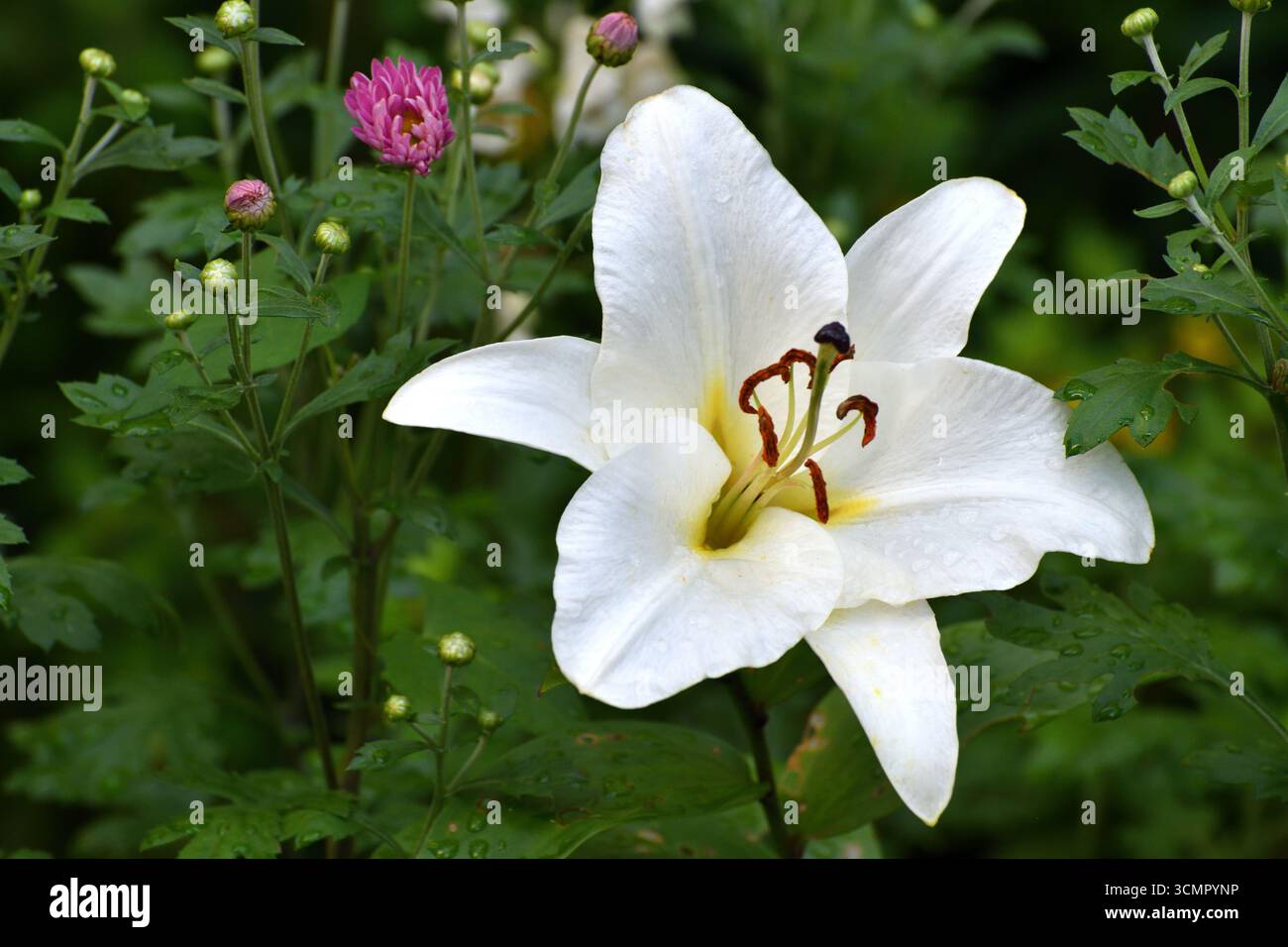Snow-white lily of Lilium candidum variety Stock Photo - Alamy