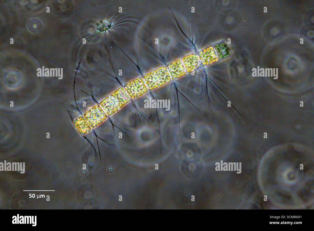 Phytoplancton marin hi-res stock photography and images - Alamy