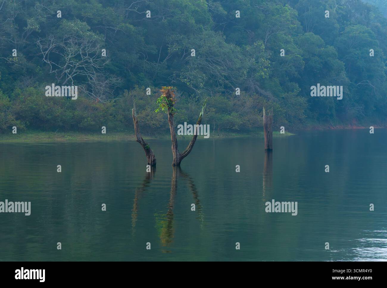 Beautiful lake and lust green forest of Periyar National Park and ...
