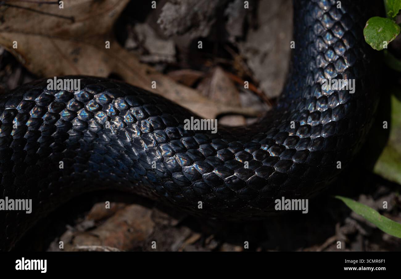 Detail of snakeskin scales. Macro close-up scaly snake skin. Snake ...