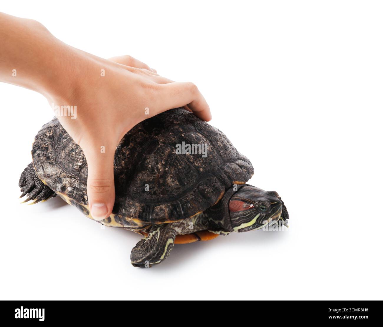Closeup hand touching small Cut Out Stock Images & Pictures - Alamy