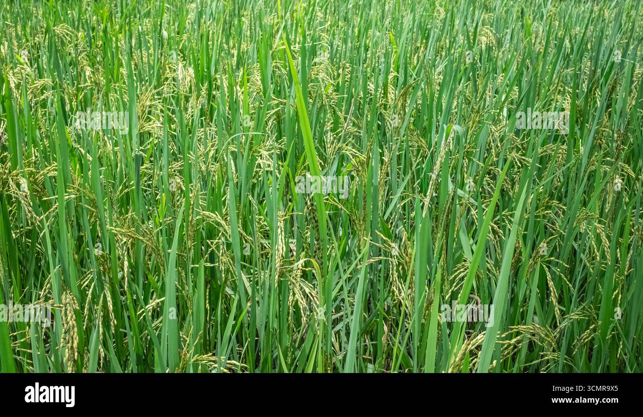 Close up green rice fields with tall grass landscape on the farm in ...