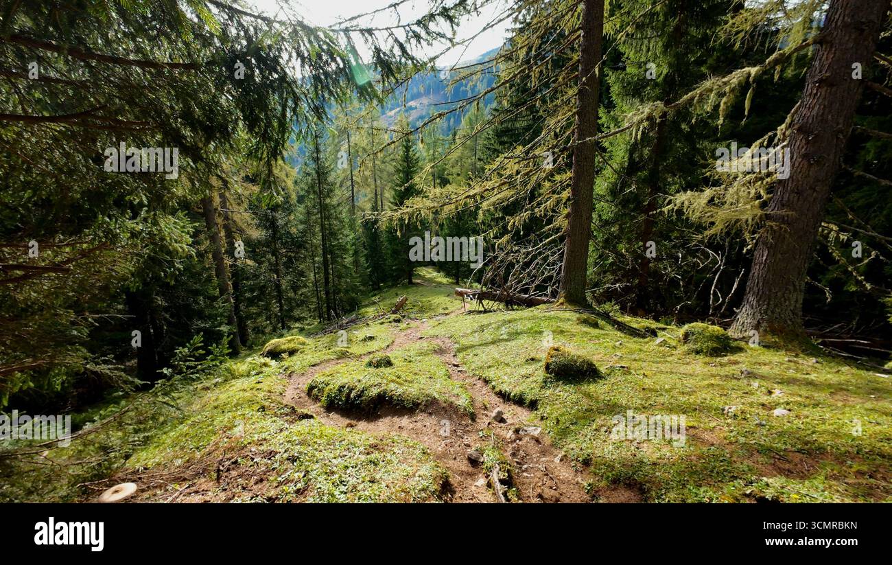 Forest trail in conifer woods with sunlight, Austrian Alps Stock Photo ...