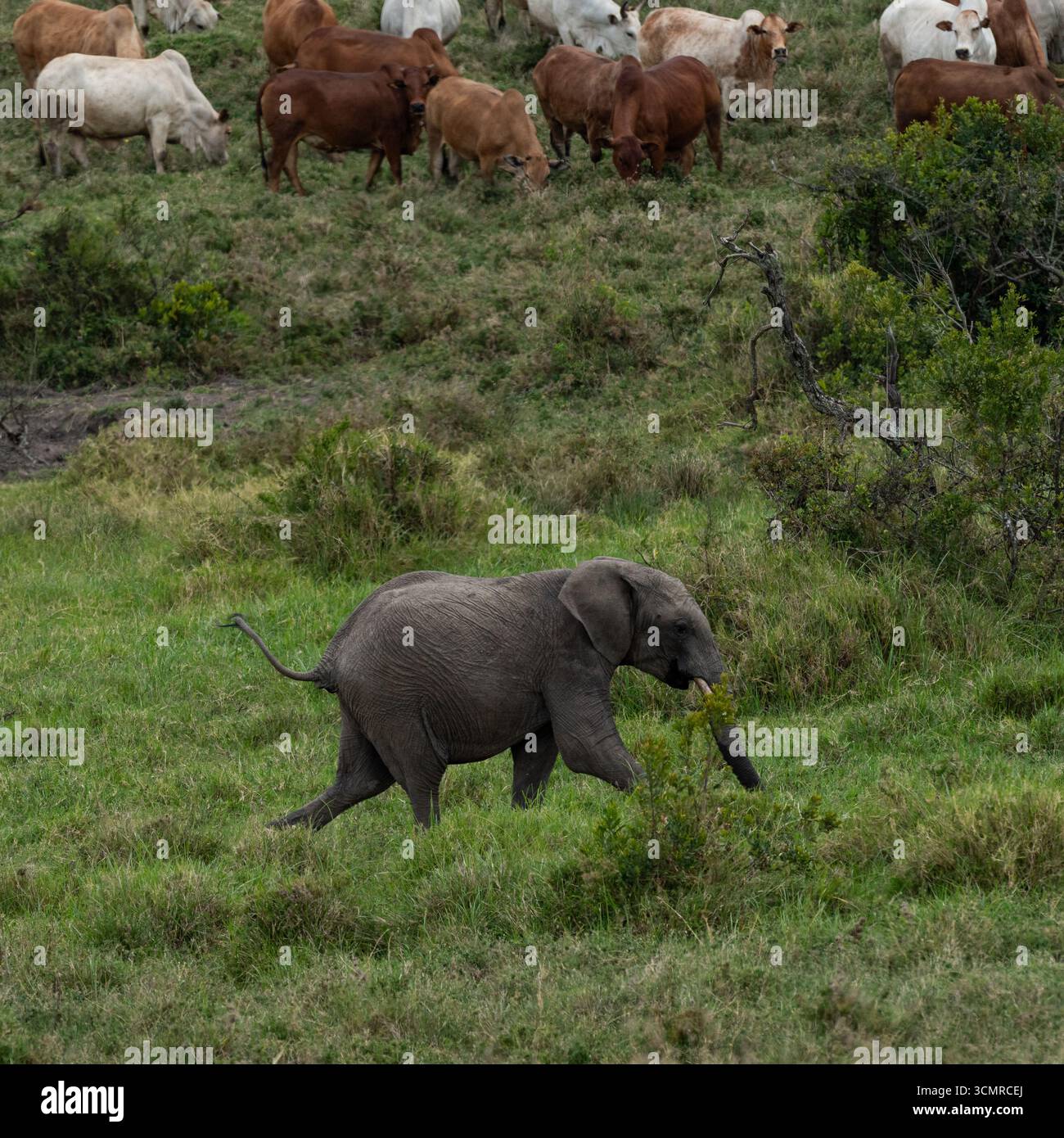 Elephant among cows hi-res stock photography and images - Alamy