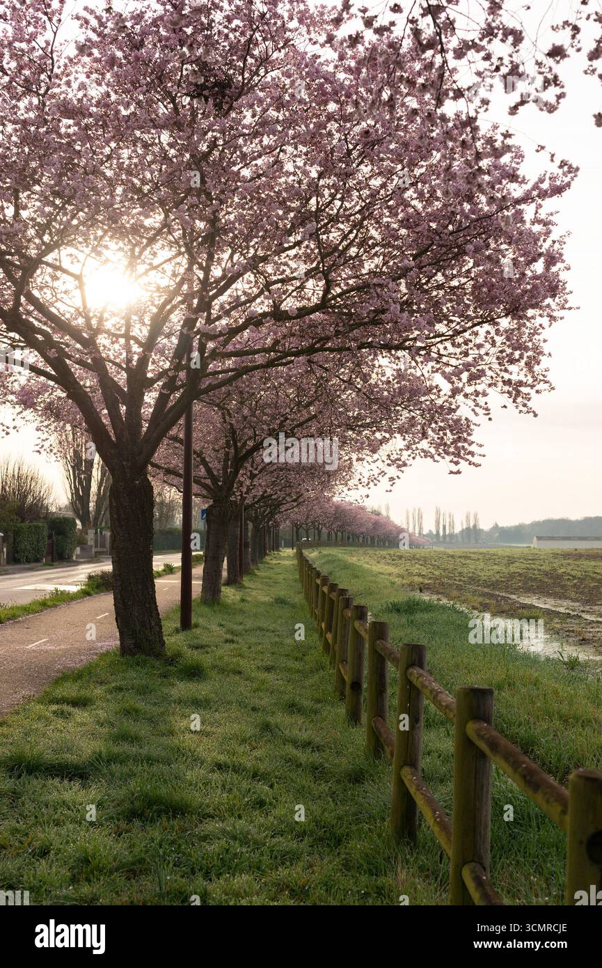 An alley of blooming cherry trees on a spring day. The sun shines ...