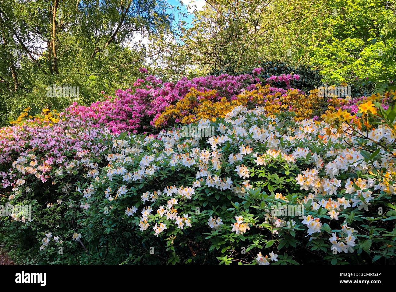 Lush park scene multiple hi-res stock photography and images - Alamy