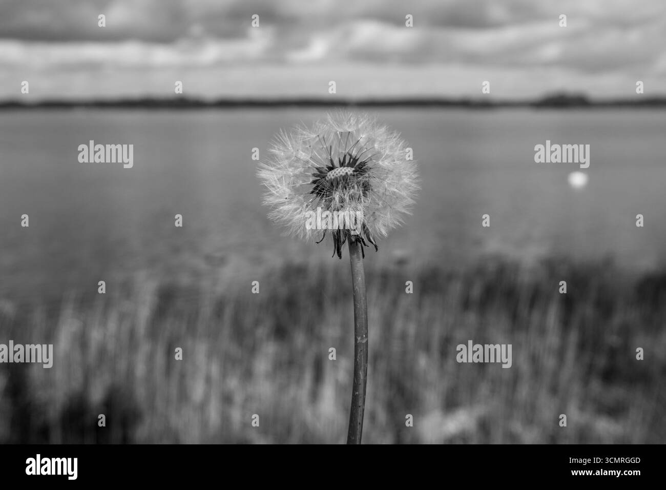 Mid summer scene Black and White Stock Photos & Images - Alamy