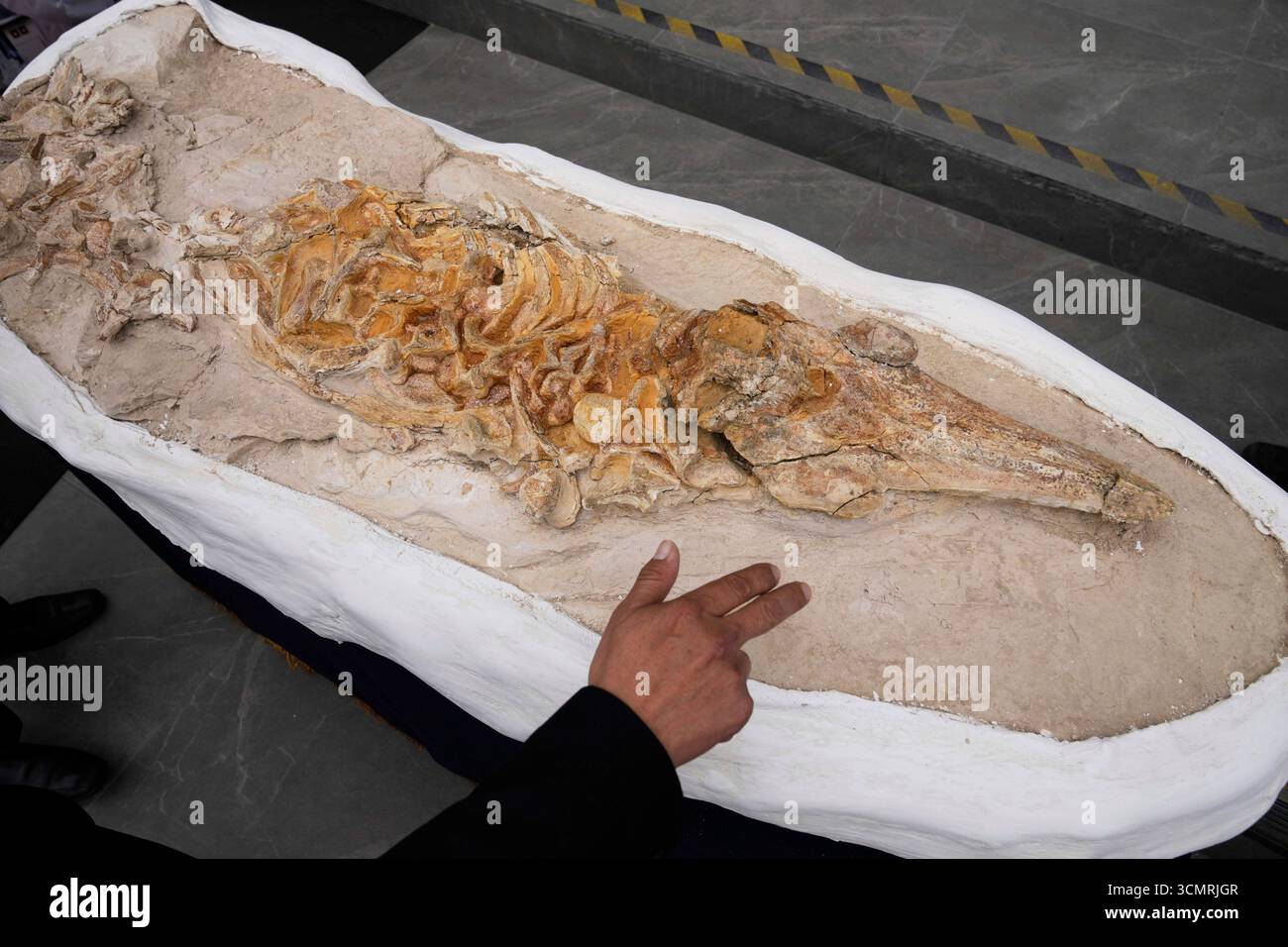 Paleontologist Mario Urbina points to what he described as a 10 million ...