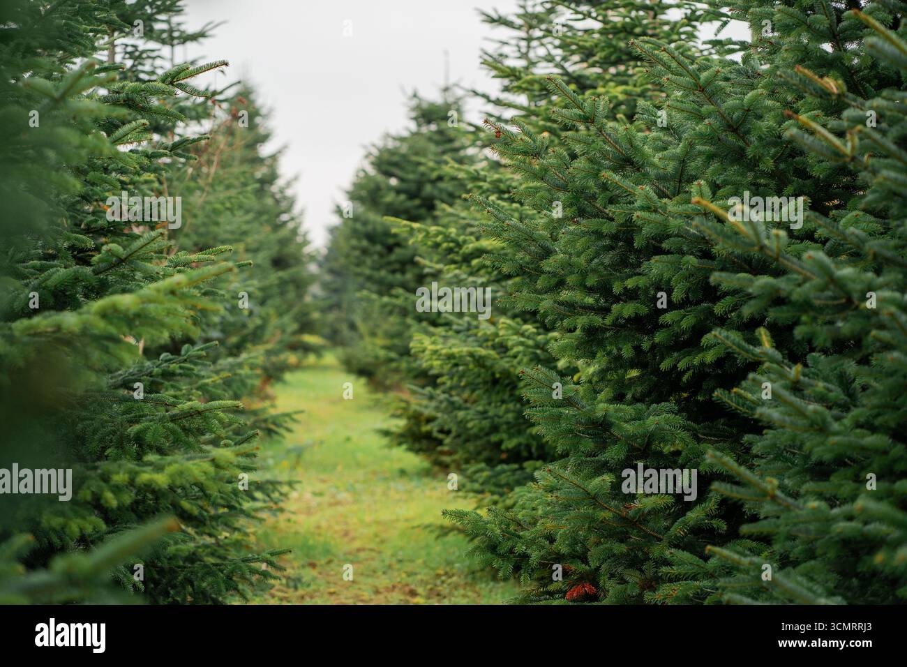 Woman market christmas trees hi-res stock photography and images - Alamy