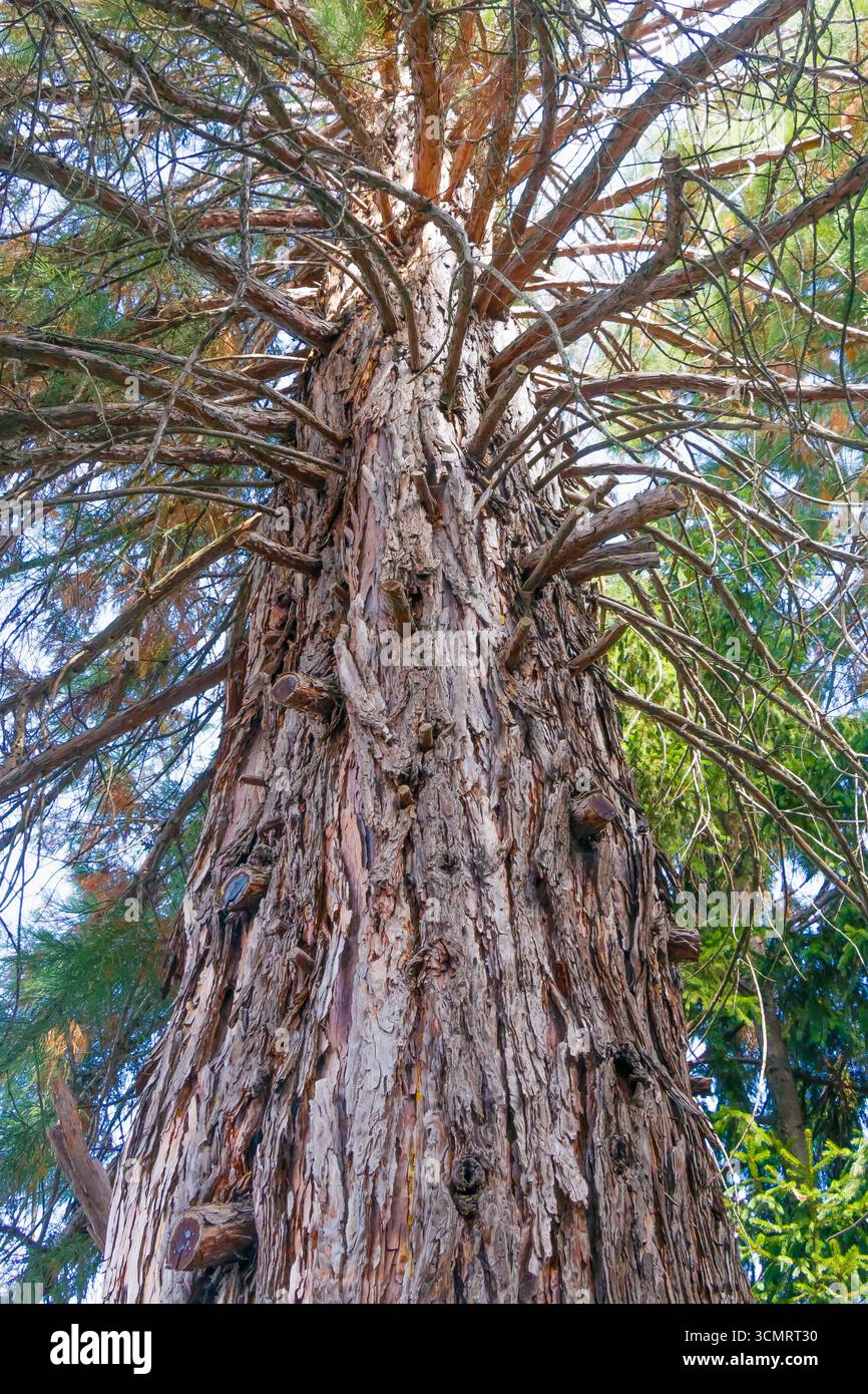 Giant sequoia tree branches hi-res stock photography and images - Alamy