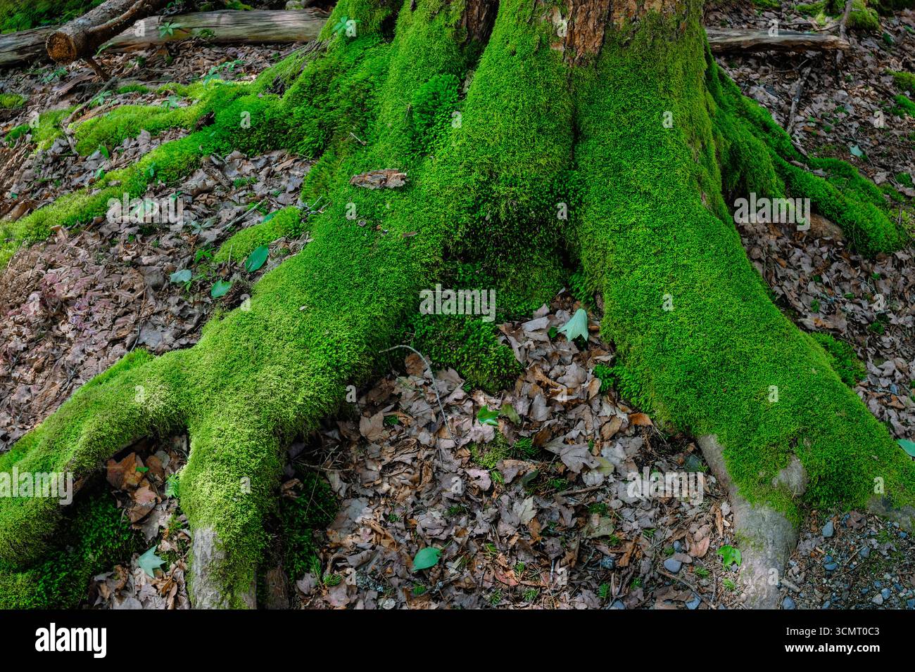 Tree roots on trail hi-res stock photography and images - Alamy