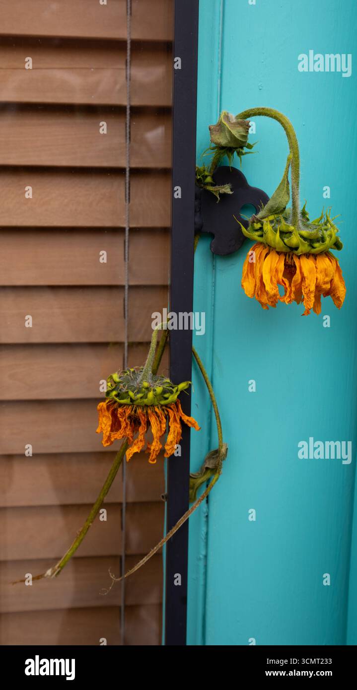 Two sunflowers on side hi-res stock photography and images - Alamy