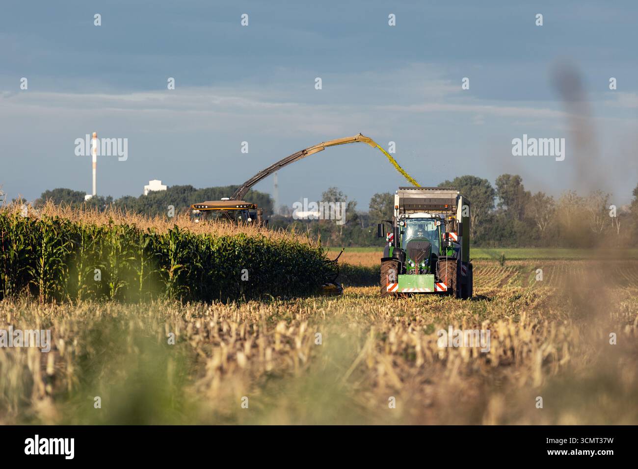 Modern forage harvester combiner harvesting silage maize corn tractor ...