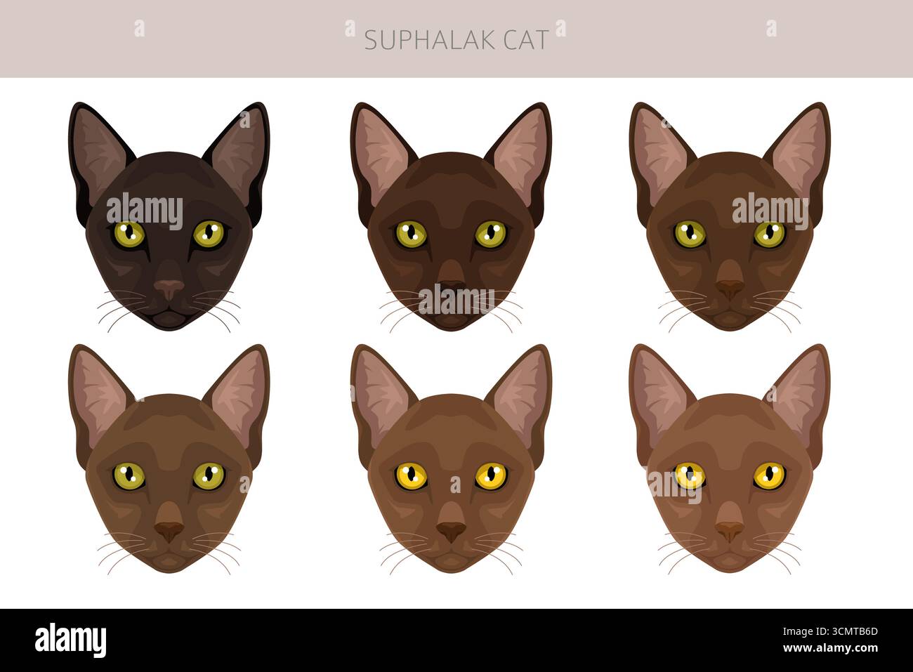 Suphalak Cat clipart. All coat colors set. All cat breeds ...