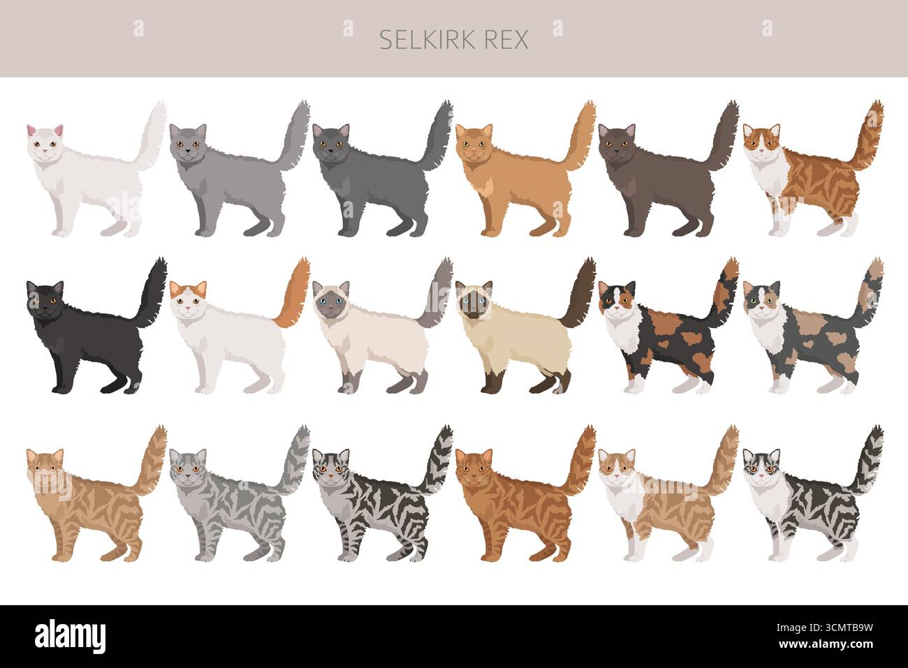 Selkirik Rex Cat clipart. All coat colors set. All cat breeds ...