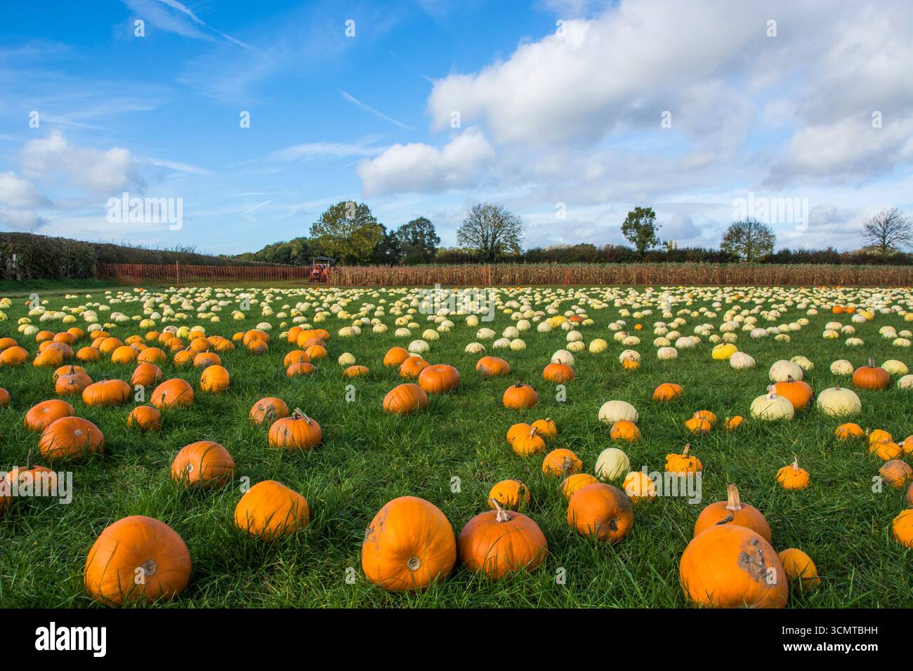 Picking patch hi-res stock photography and images - Alamy
