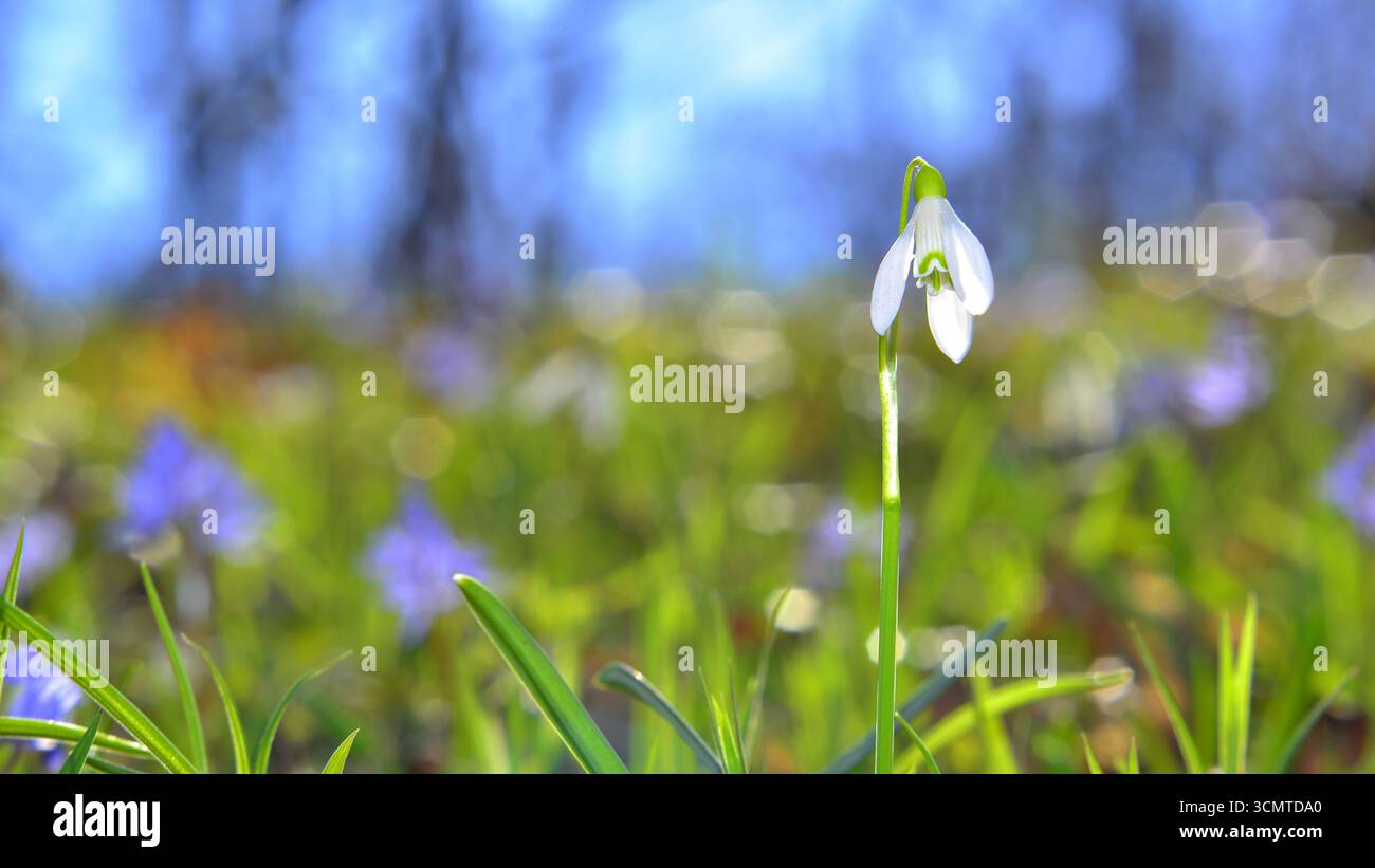 A solitary Galanthus nivalis flower in early spring. Blurred ...