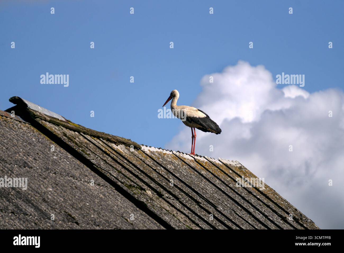 Old field barn stork hi-res stock photography and images - Alamy